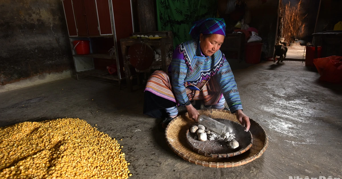 Giữ lửa tri thức bản địa trong men rượu ngô Bản Phố | Báo Nhân Dân điện tử