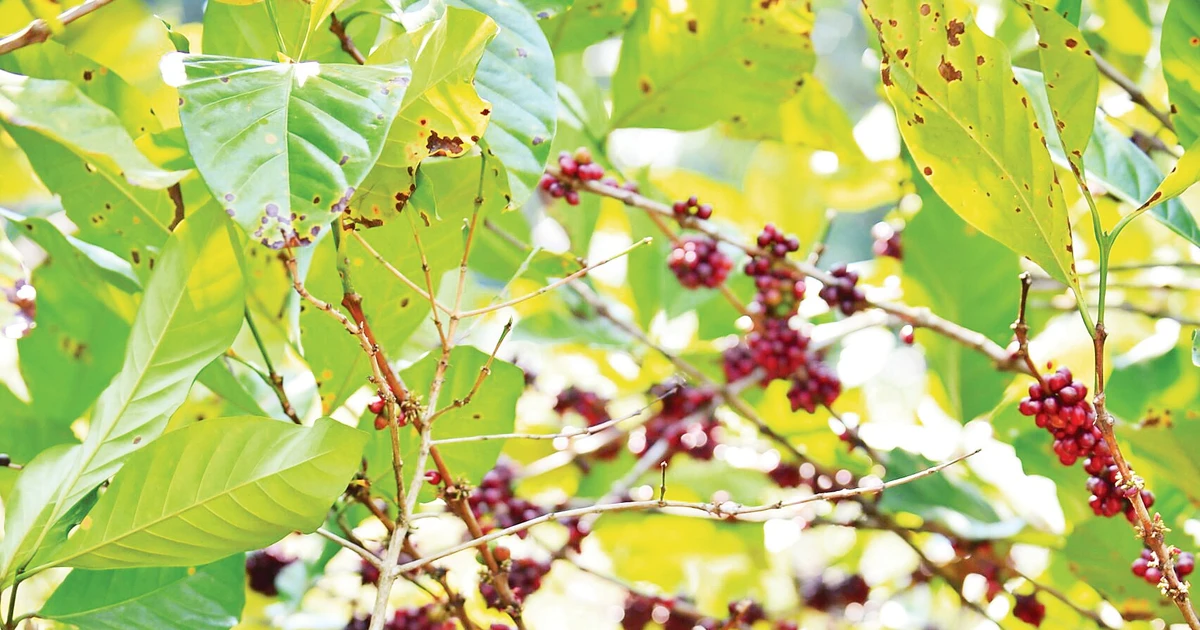 Độc đáo cây cà ri và cà-phê mít | Báo Nhân Dân điện tử