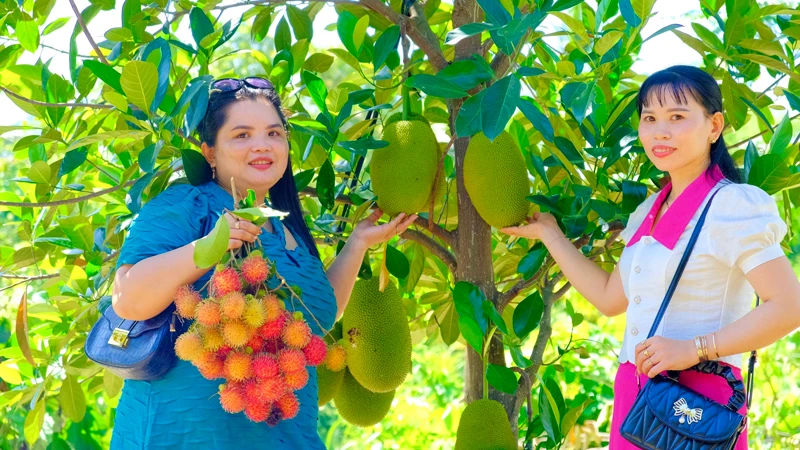 Thưởng ngoạn cây ăn quả | Báo Nhân Dân điện tử