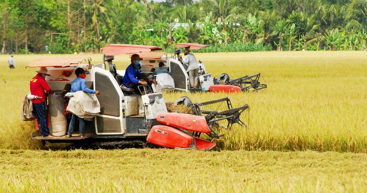 Cân đối cung-cầu lúa gạo trước diễn biến mới: Thủ tướng ban hành Công ...