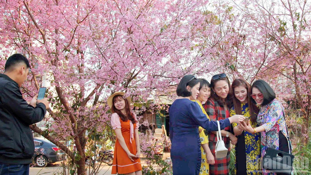 Lễ hội hoa mai anh đào-Đà Lạt với chuỗi sự kiện thú vị - Báo An Giang ...
