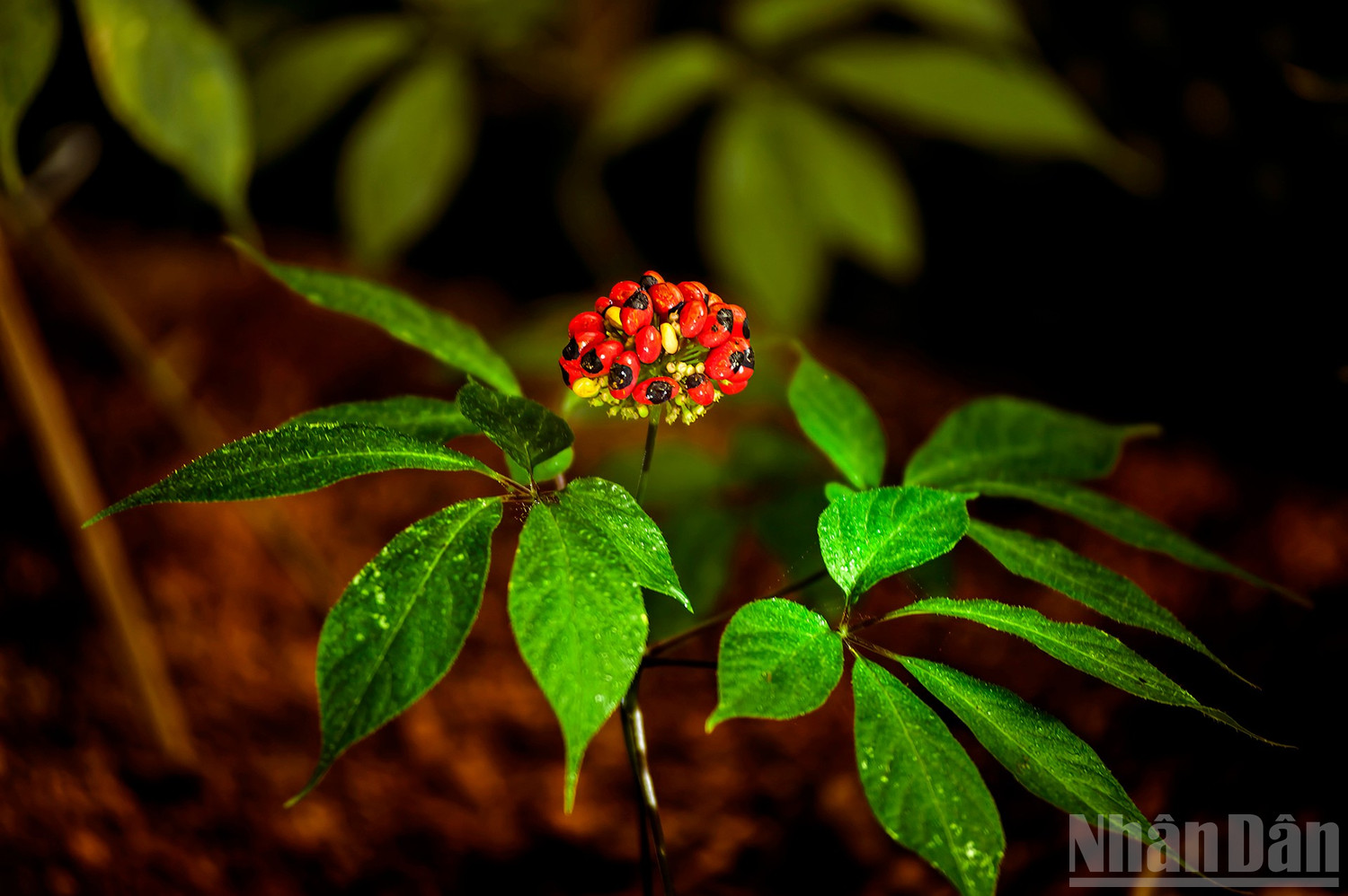 Khám phá cây sâm Ngọc Linh-đặc sản quý từ núi rừng | Báo Nhân Dân điện tử