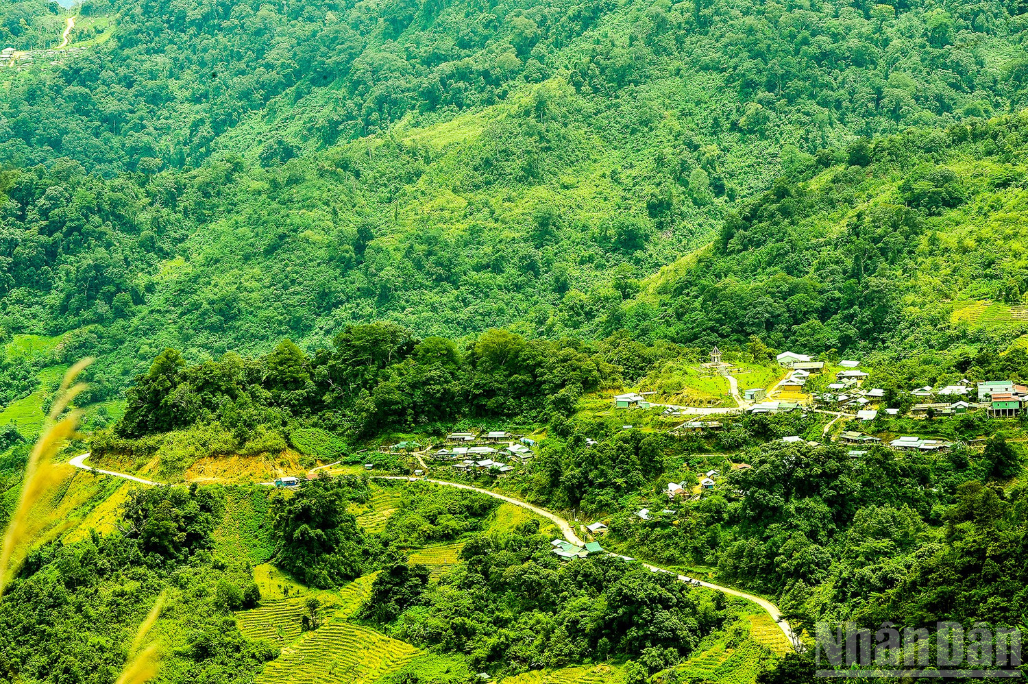 Khám phá cây sâm Ngọc Linh-đặc sản quý từ núi rừng | Báo Nhân Dân điện tử