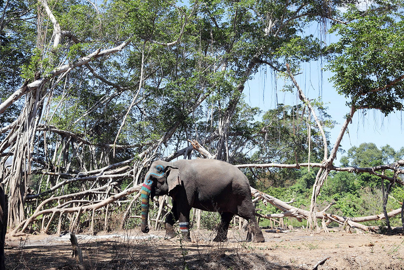 Những ngày lặng lẽ cuối cùng của voi nhà Buôn Đôn | Báo Nhân Dân điện tử